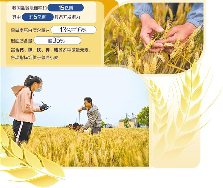 旱碱麦的逆袭-新华网